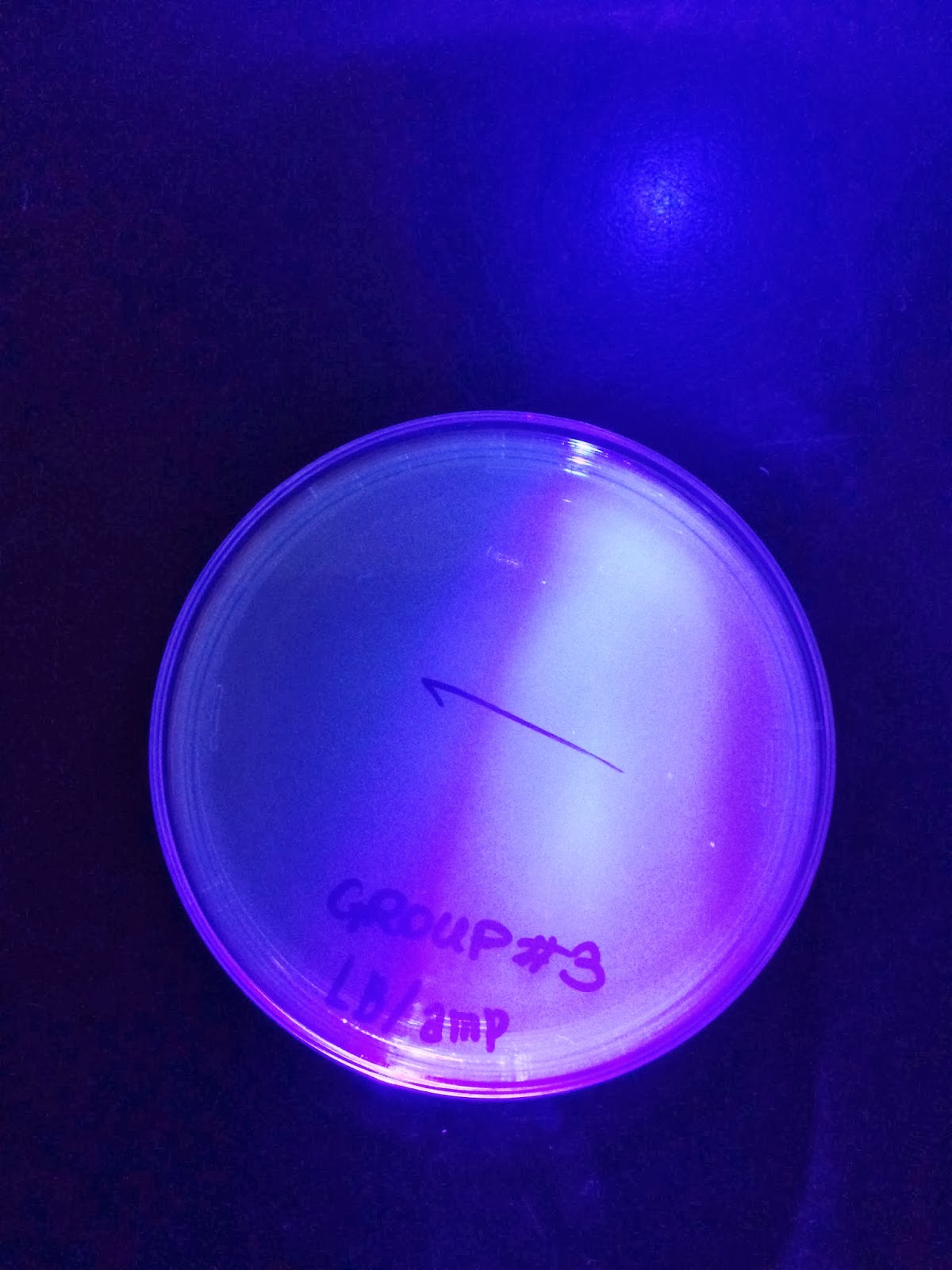 pGLO Lab : Lesson 3: Data Collection and Analysis