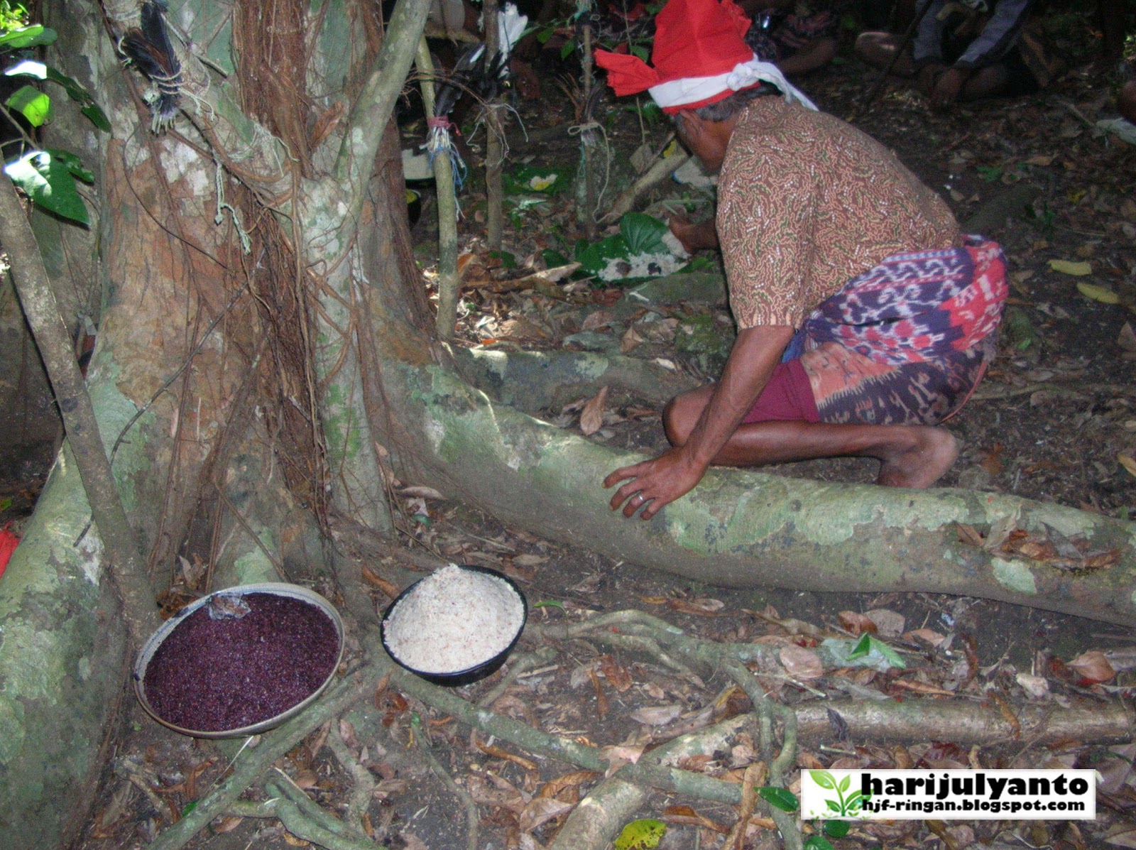 Ringan: Persembahan di Hutan Ritus ( Ritual Purung Taliang Marapu )