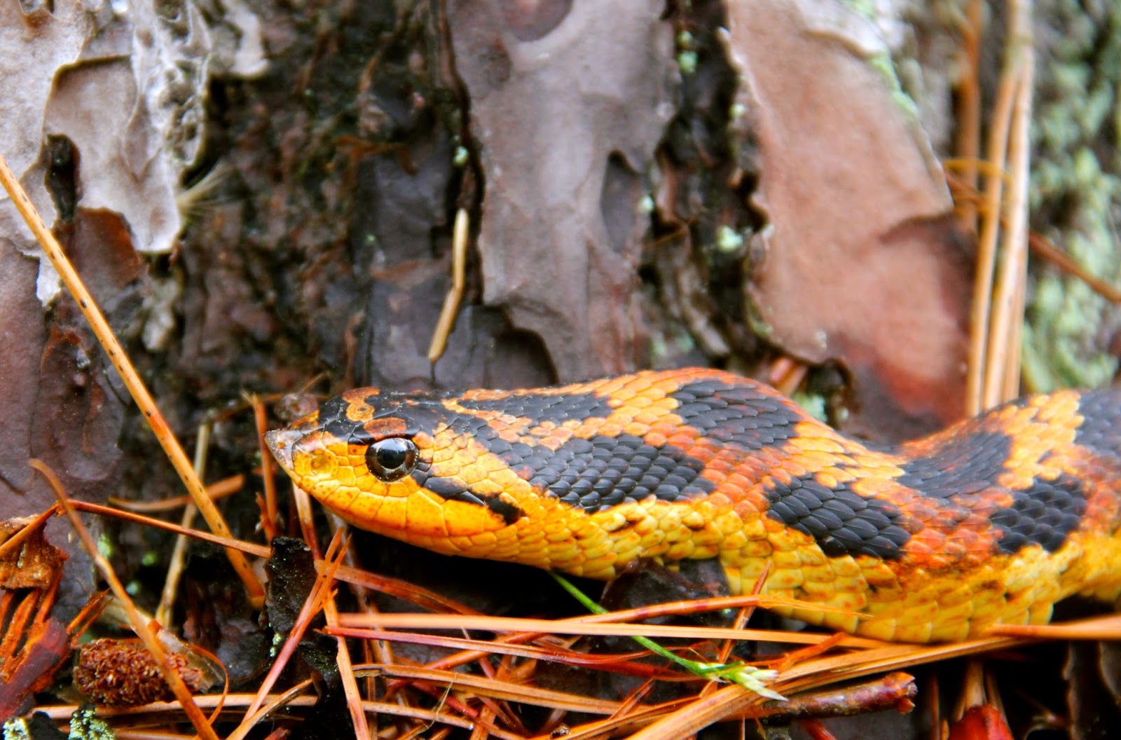 Hoot Owl Karma: Spotted Turtle and Eastern Hognose Snake - Fellow Travelers