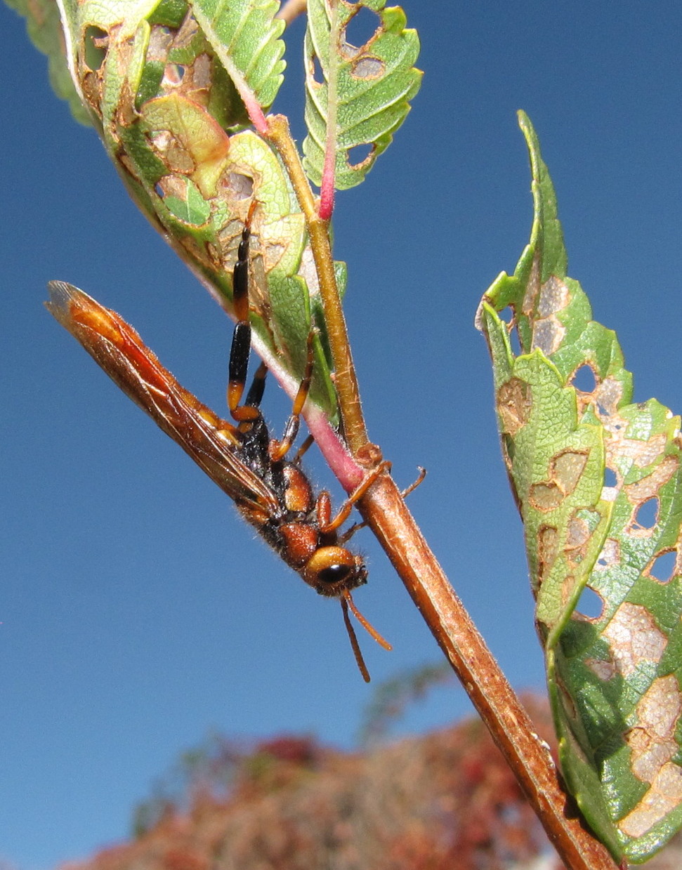Bug Eric: Wasp Wednesday: Pigeon Tremex Horntail