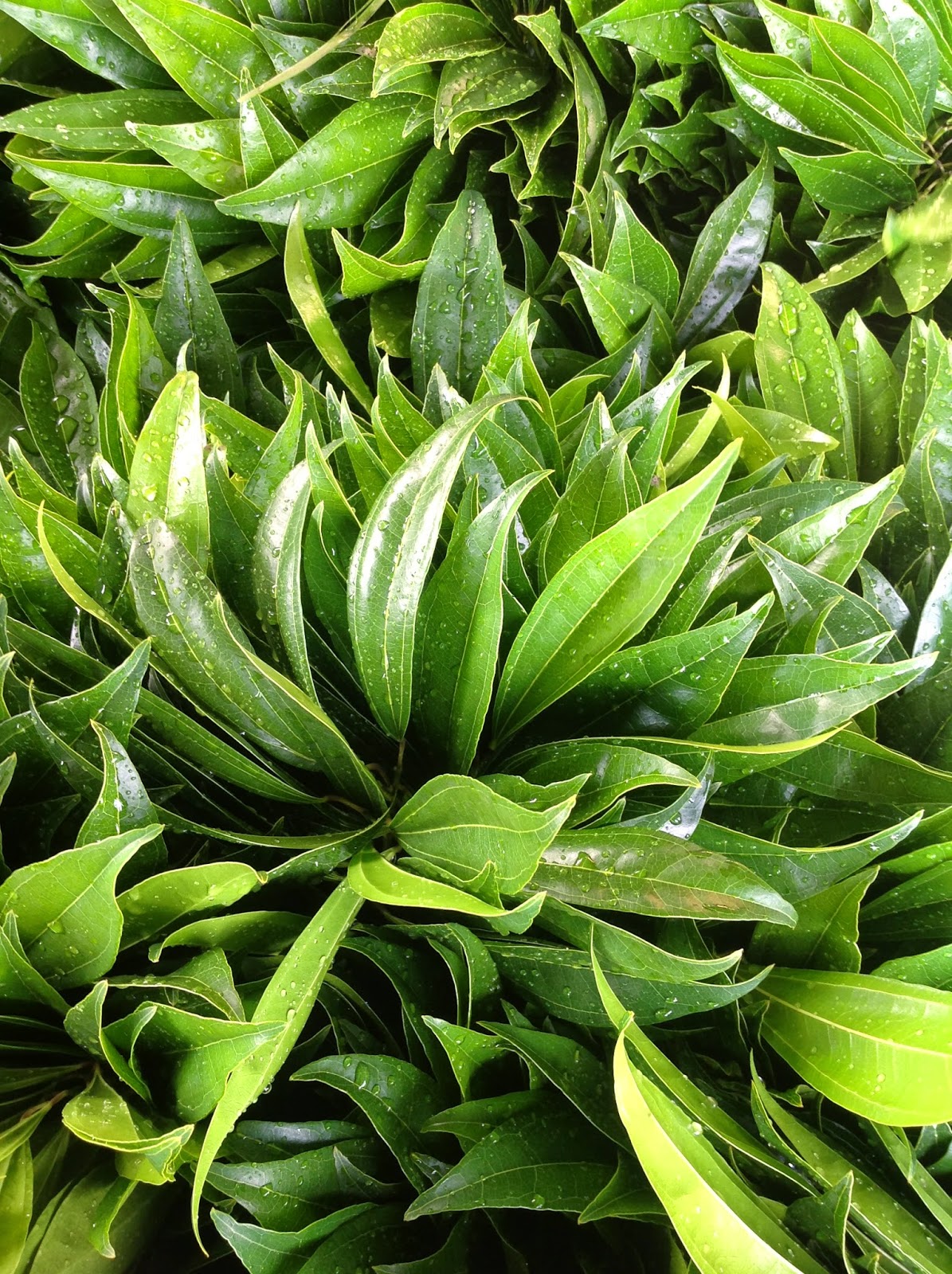 COCCULUS | SANTA SUSANA