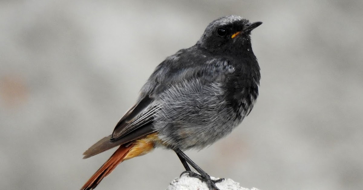 PASARI DIN ROMANIA: CODROSUL DE MUNTE (3), Phoenicurus ochruros