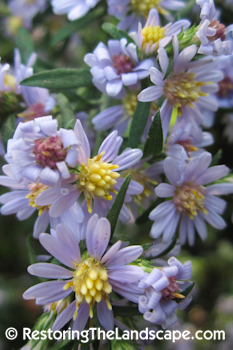 Restoring The Landscape With Native Plants: A Beautiful Woodland Aster