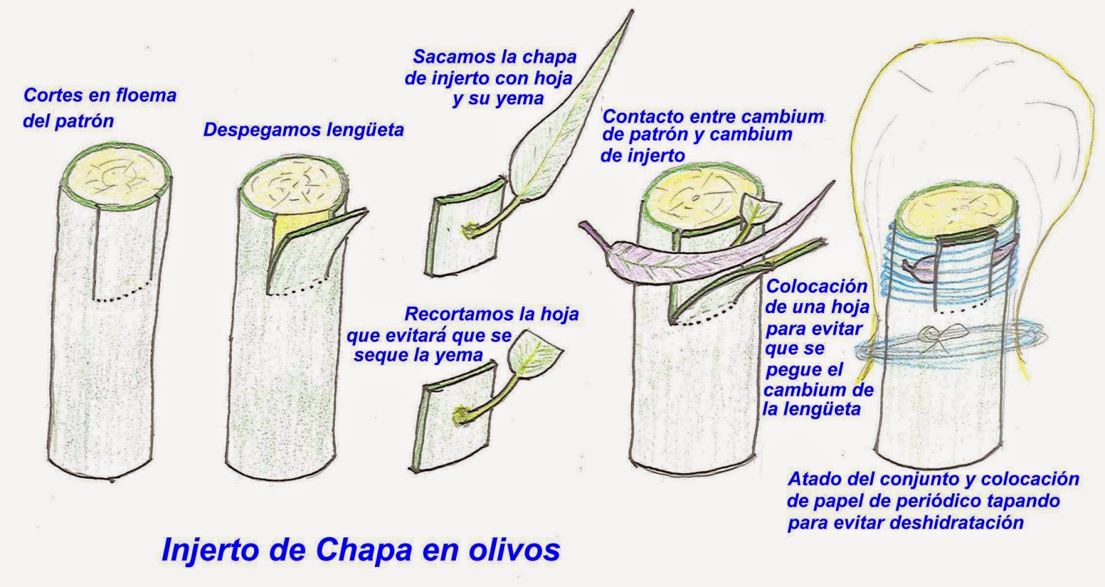 Faenas de la Huerta: Injertos varios