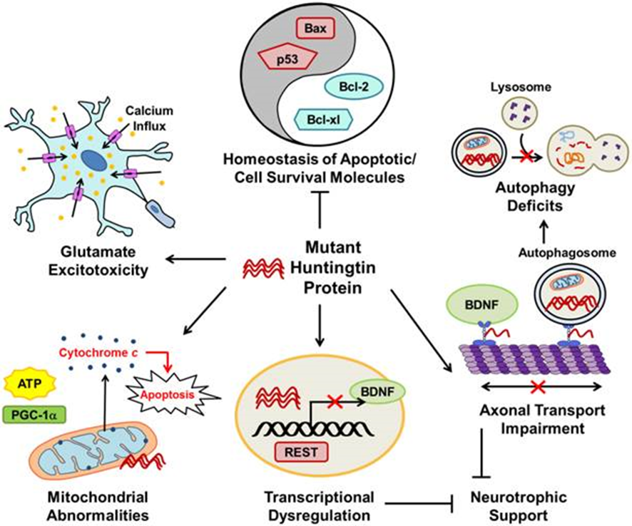 ENFERMEDAD DE HUNTINGTON: Desequilibrio del circuito neuronal y ...