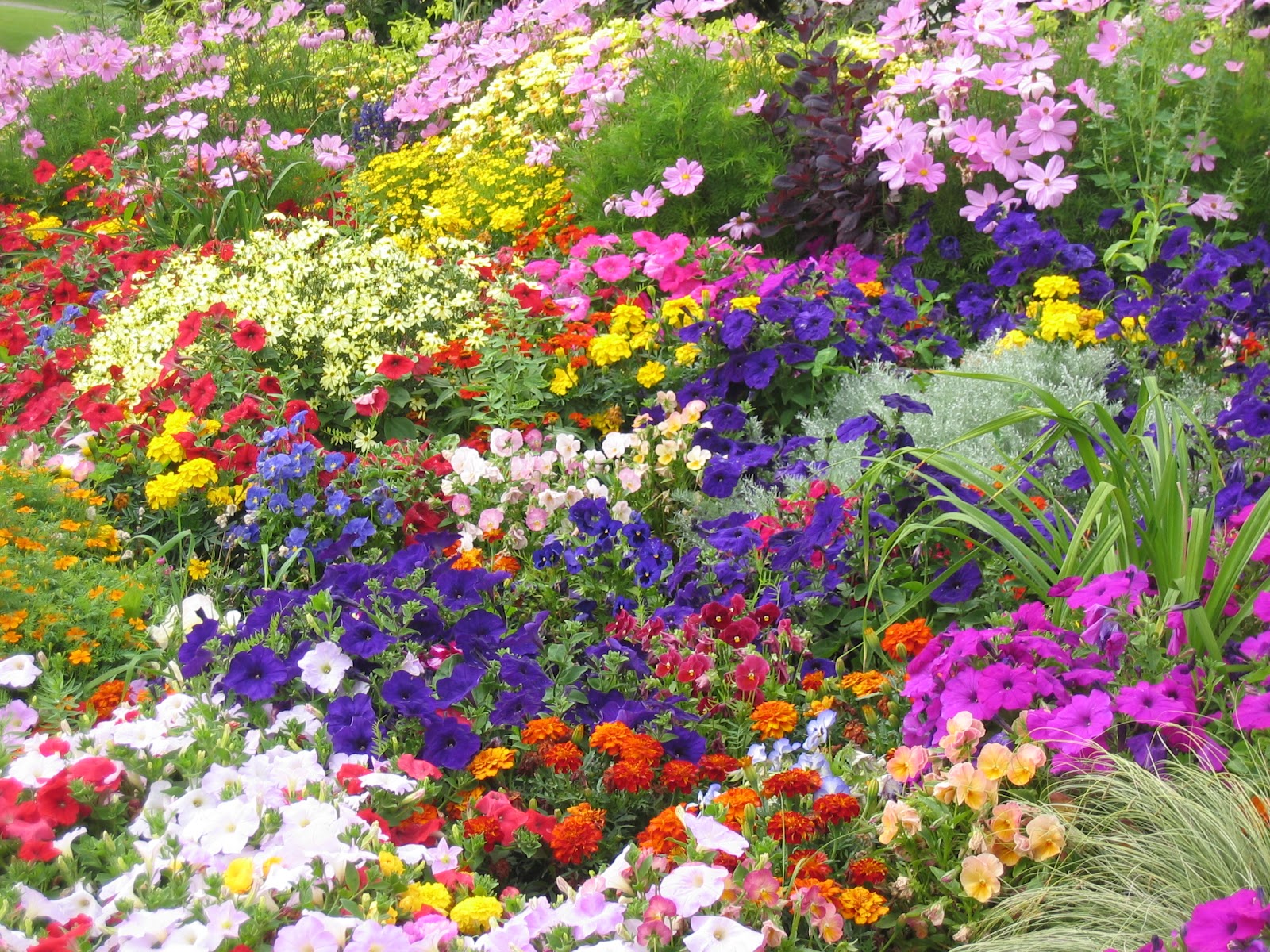 Wszystko o naszych ogrodach: Byliny rabatowe.