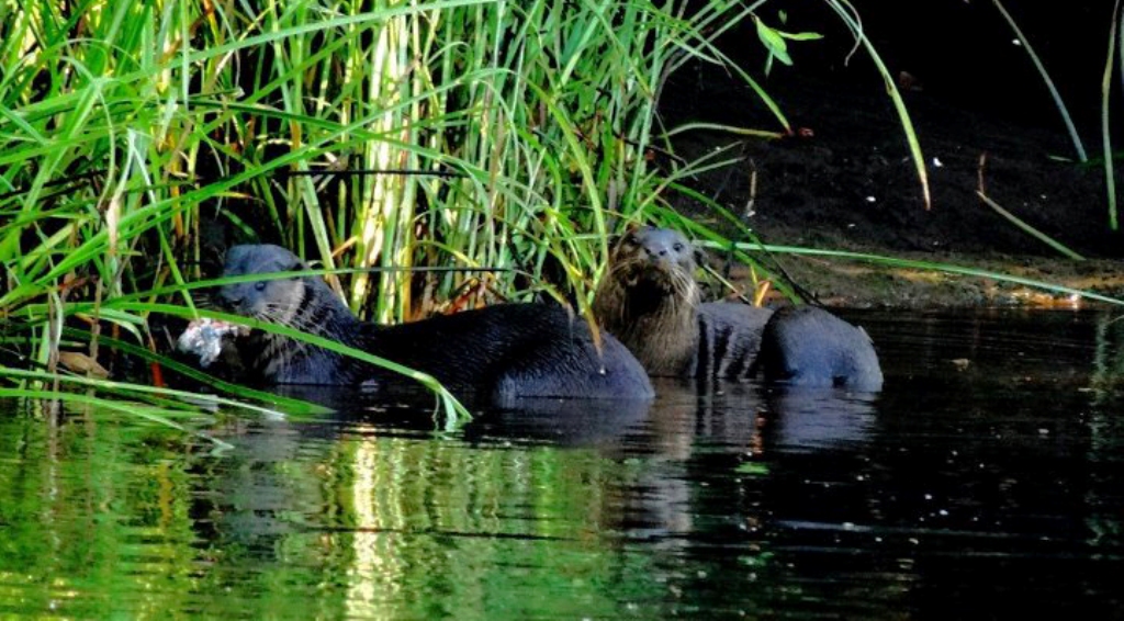 Crocodile safari at Maldoli backwater,Maharashtra,India | Travel life ...
