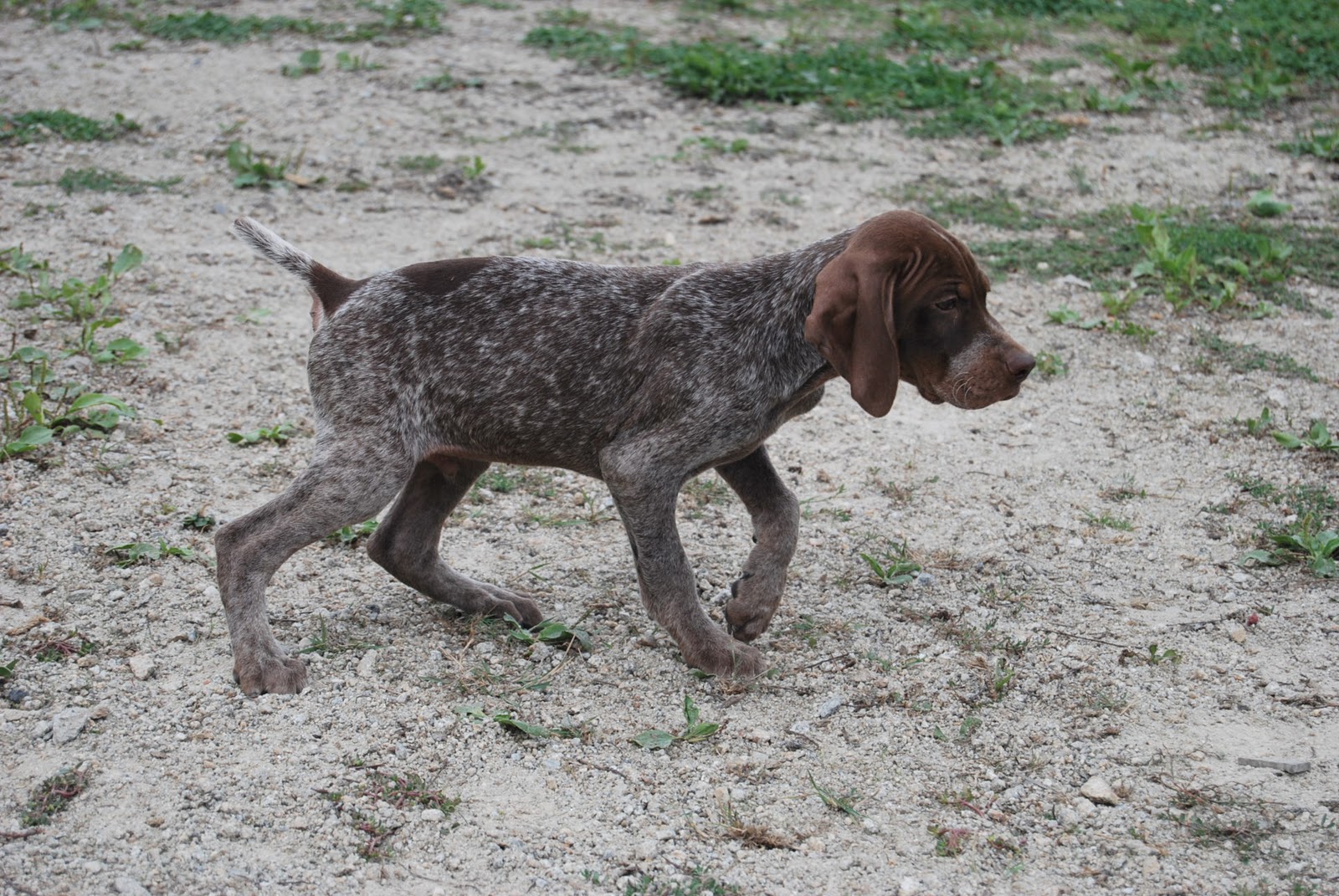 BRACO FRANCÊS: FOTOS ACTUALIZADAS