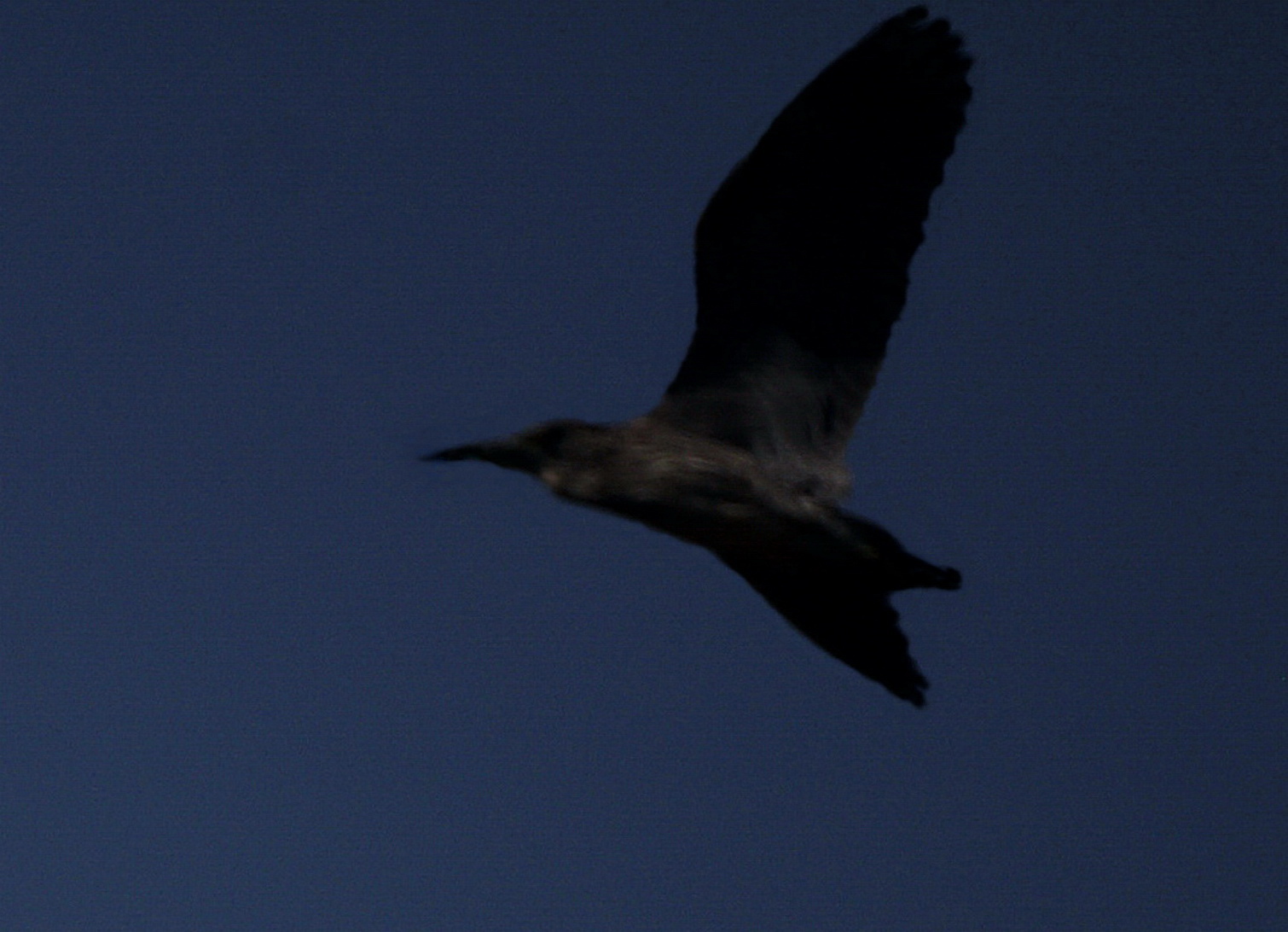 Contacto Natura: Cuervos nocturnos