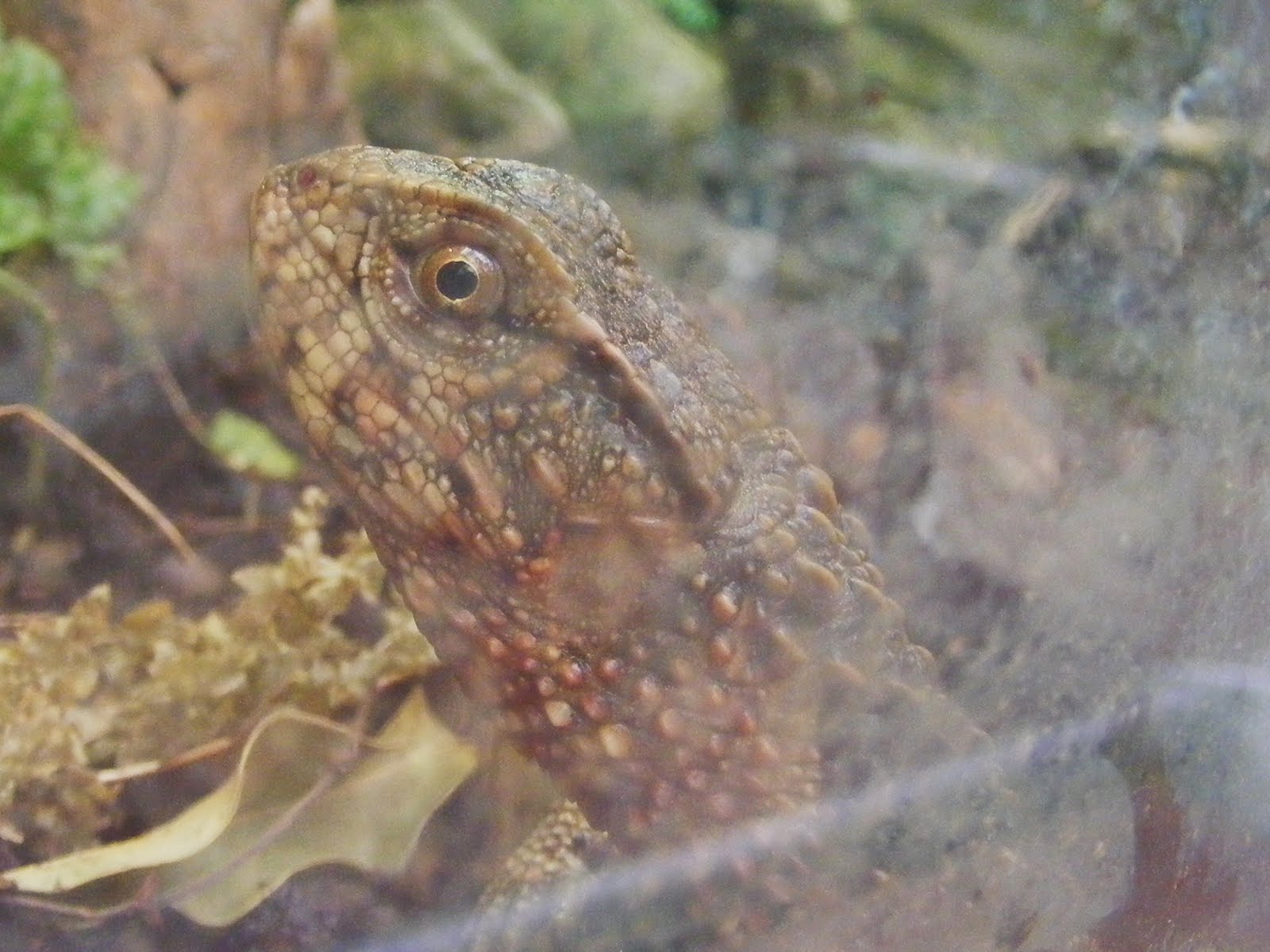 The Disillusioned Taxonomist: Crocodile Lizard, and more...