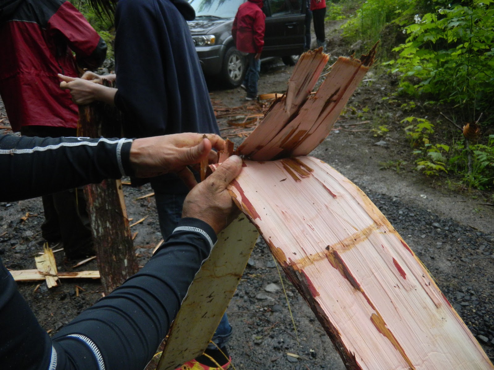 Giihlgiigaa - Haida Weaver: How to harvest Cedar Bark