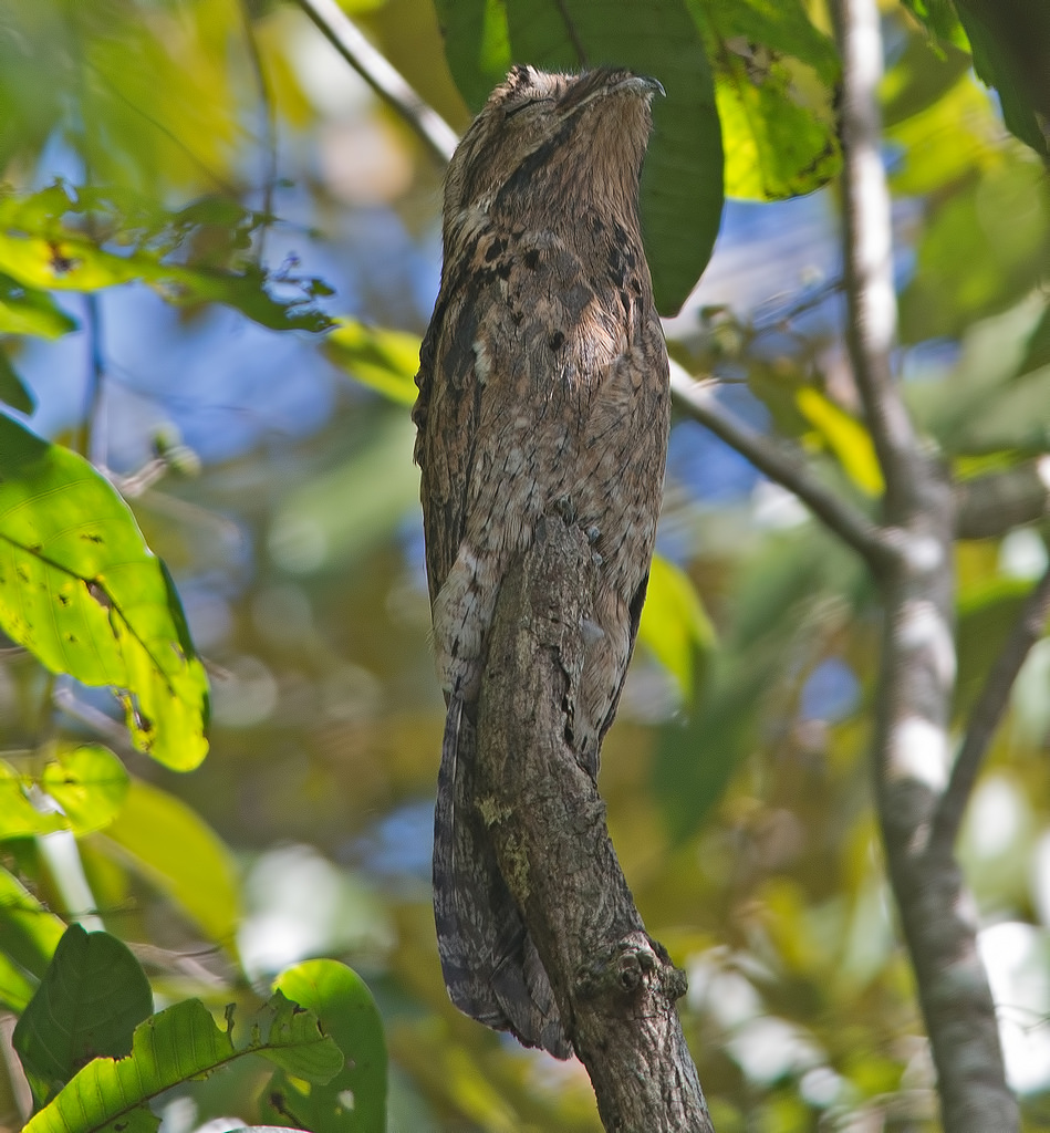Real Monstrosities: Potoo