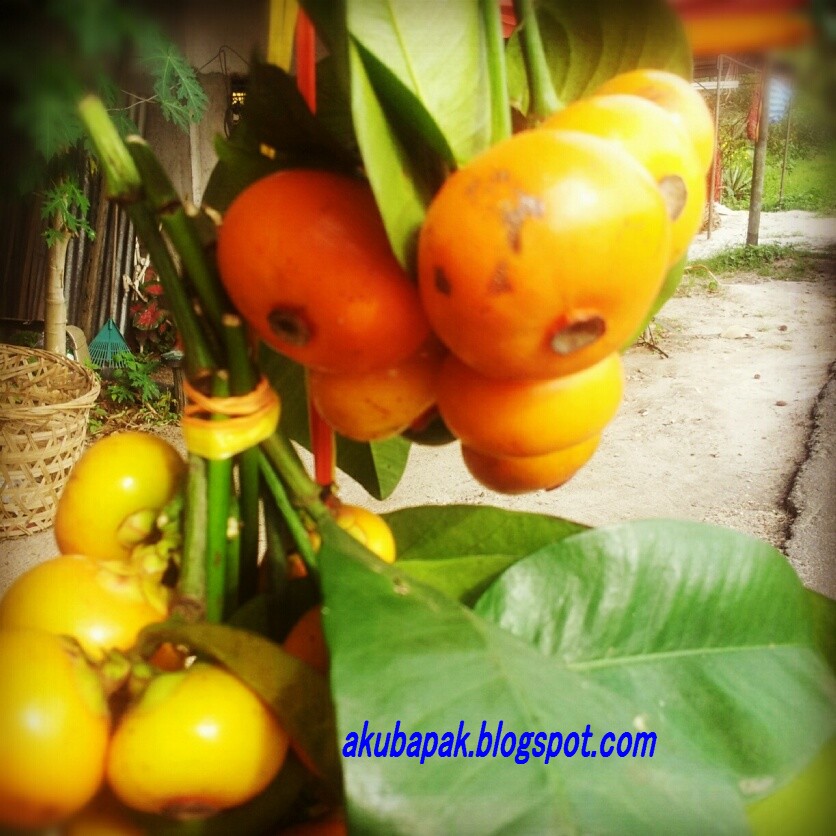 Akulah Bapak: Buah cerapu si buah nadir