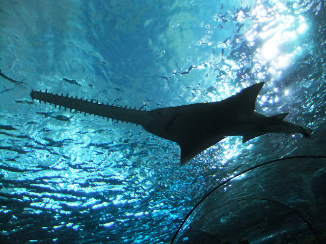 TanksPanky: FTJ 123: Yes, Virginia, There IS a Beach -- and It's Pretty ...