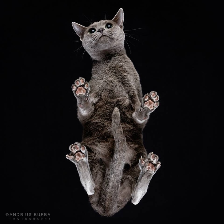 Photographer taking pictures of cats from the bottom - BOOXSHOW