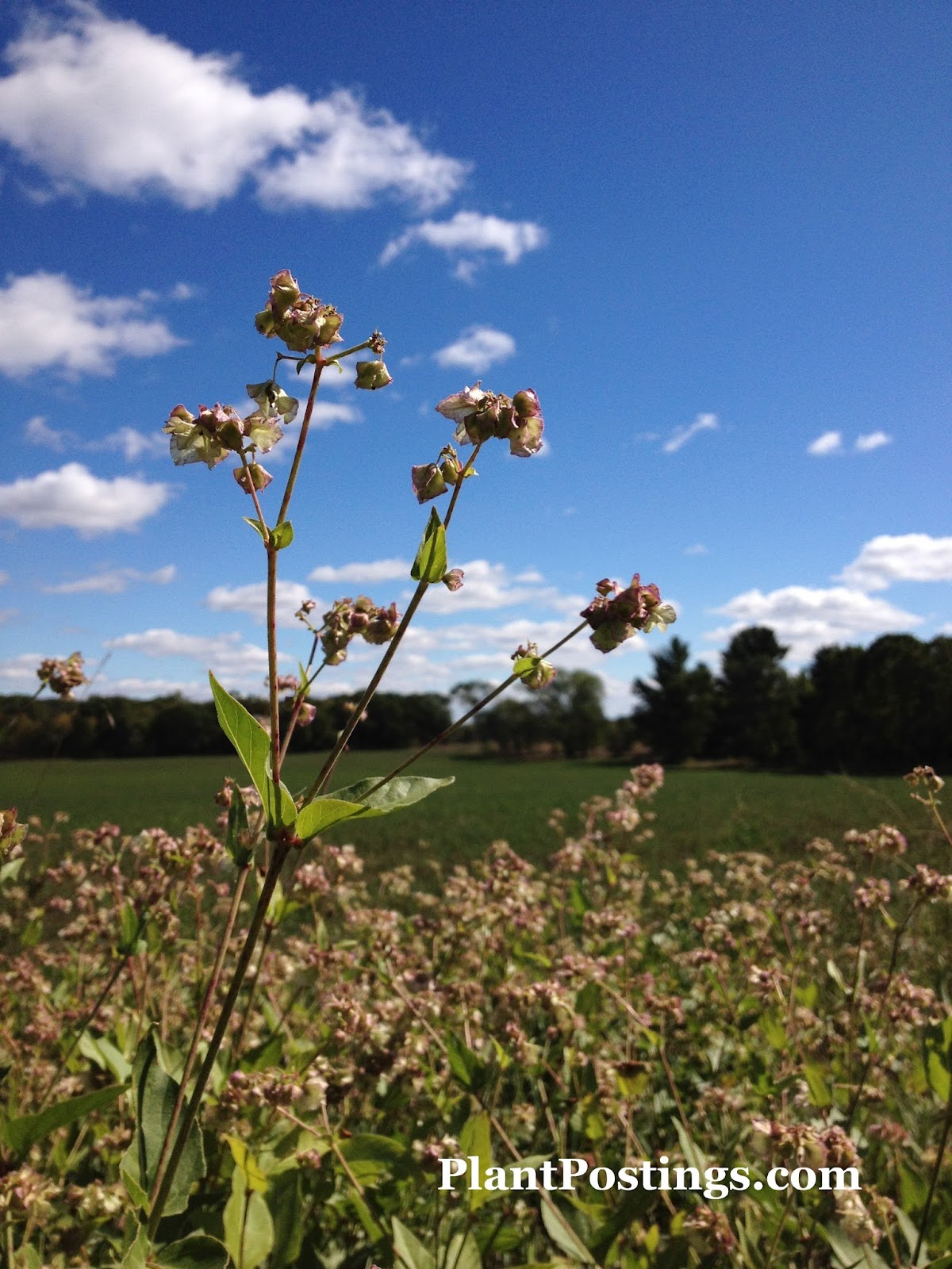 PlantPostings: Wildflower Wednesday: Chance encounters