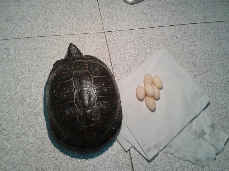 Clemmys guttata: The spotted turtle: More about dented eggs