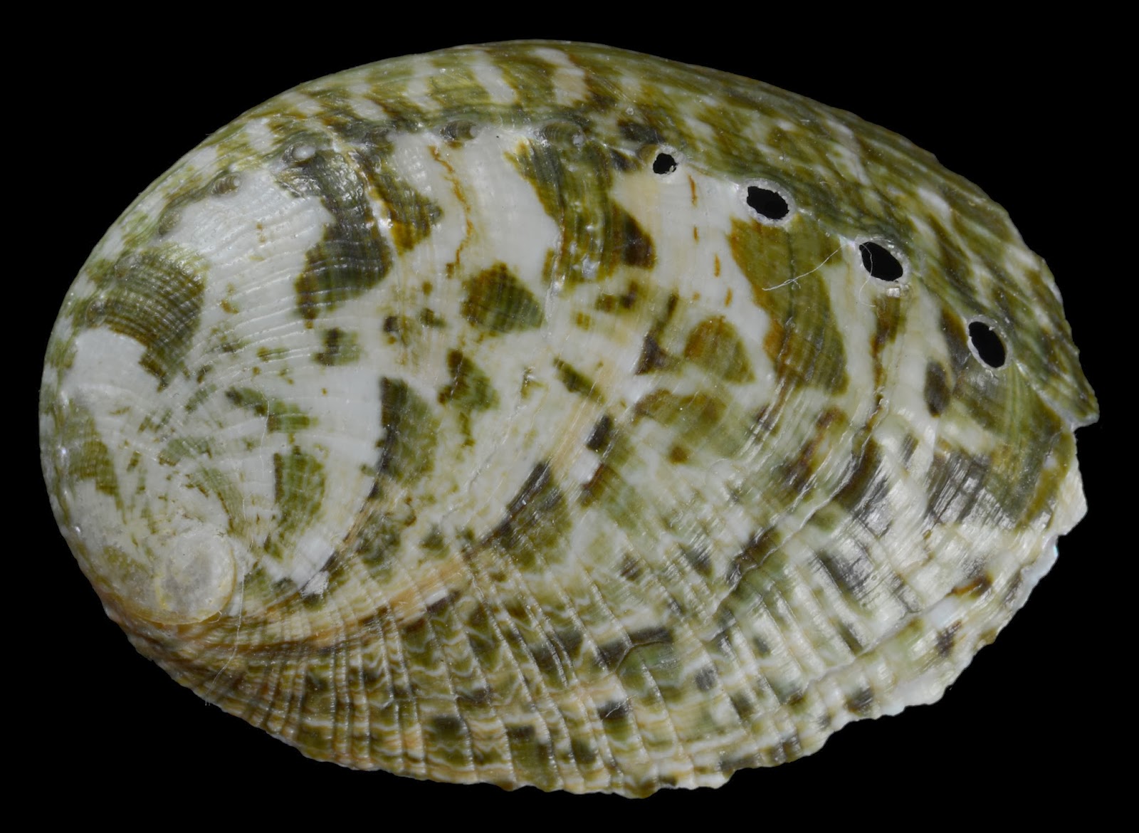 Dr. Lee's Gallery Museum: Haliotis glabra 36.39mm 菲律賓鮑螺