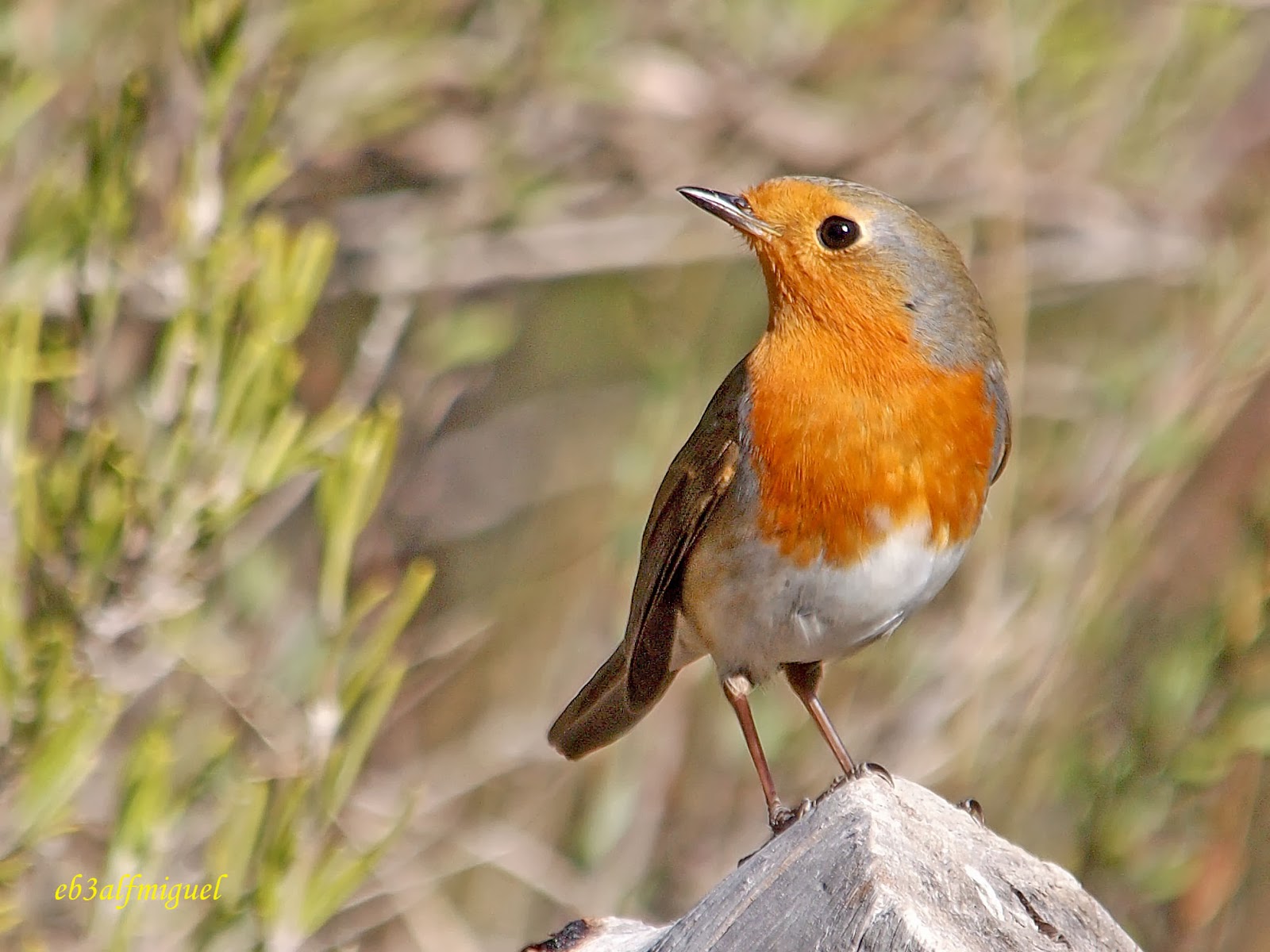 Miguel fotografia: Petirrojo europeo (Erithacus rubecula