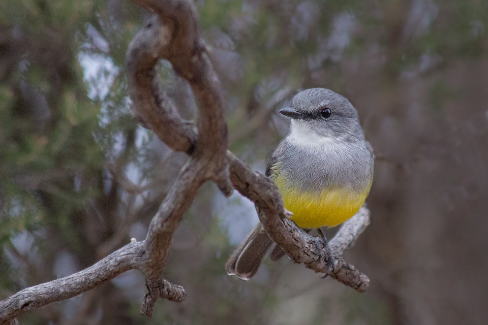 Kay Parkin Birding: Lake Gilles Conservation Park