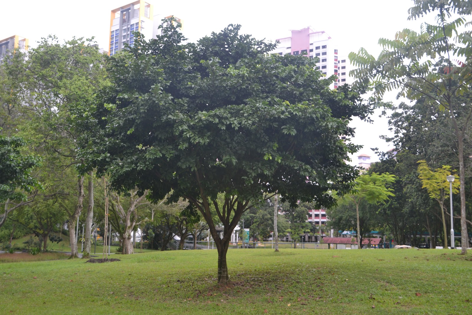 Riverine Parks: Cynometra ramiflora