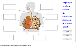 The Scientikids 20-21: Respiratory system: interactive activities (II)