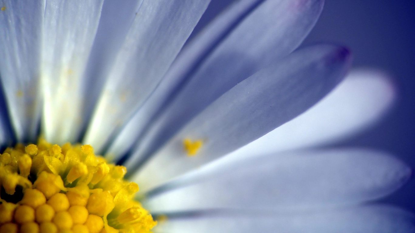 Flower Wallpaper Pack 2 (1366x768) | All Entry Wallpapers