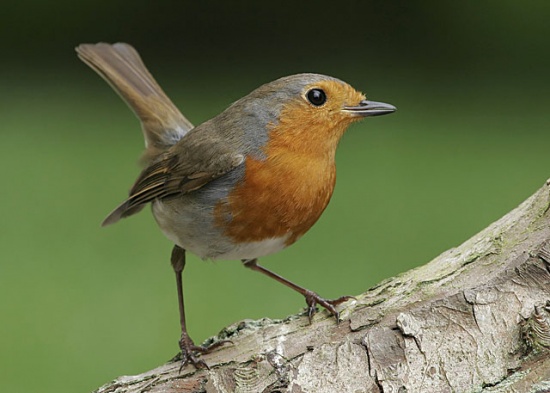 European Robin - Animals Photos