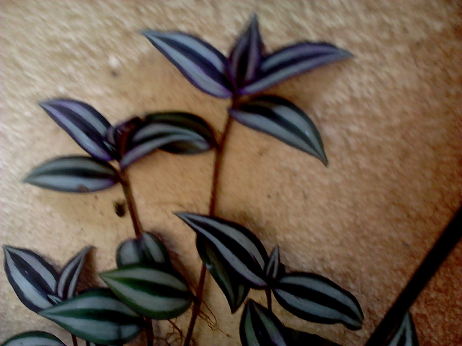 Garden Care Simplified: Wandering Jew