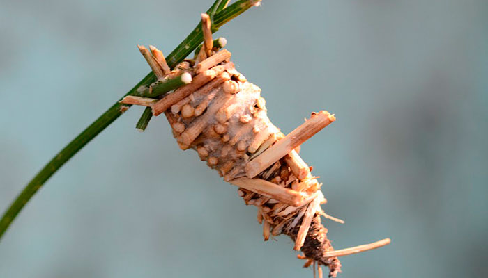 Insecta News: O que acontece dentro do casulo da borboleta?