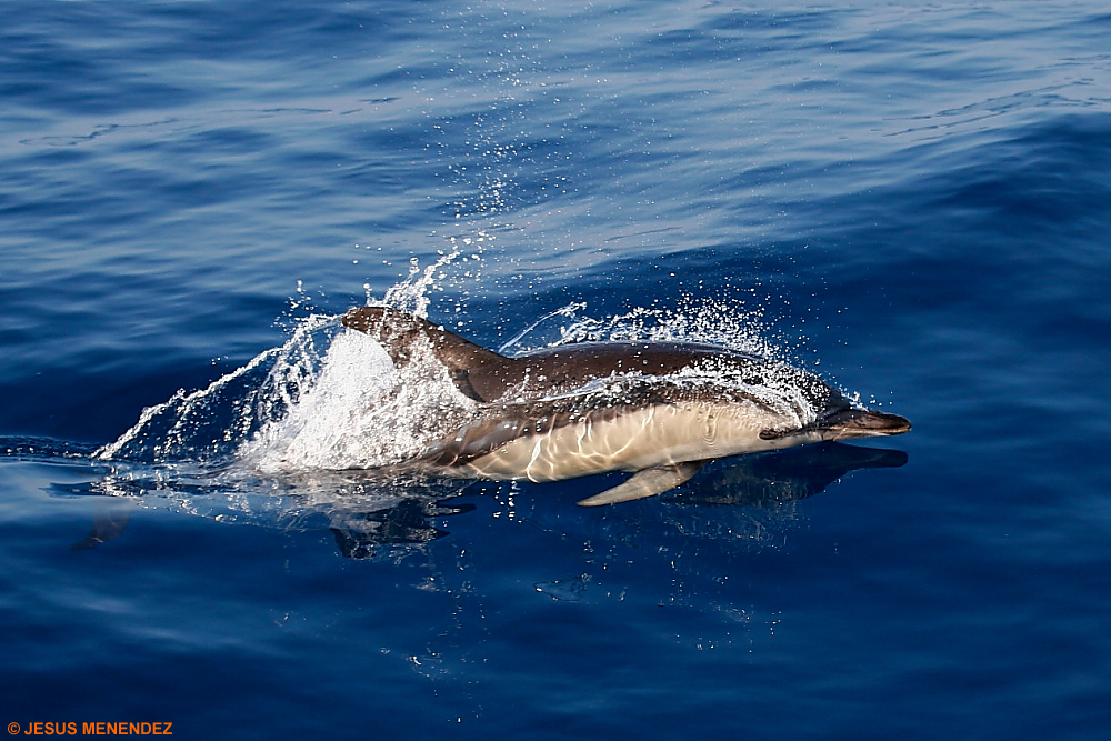© DEMENCIA ORNITOLOGICA 43º23´N 3º13´W: DELFIN COMUN, Delphinus delphis.
