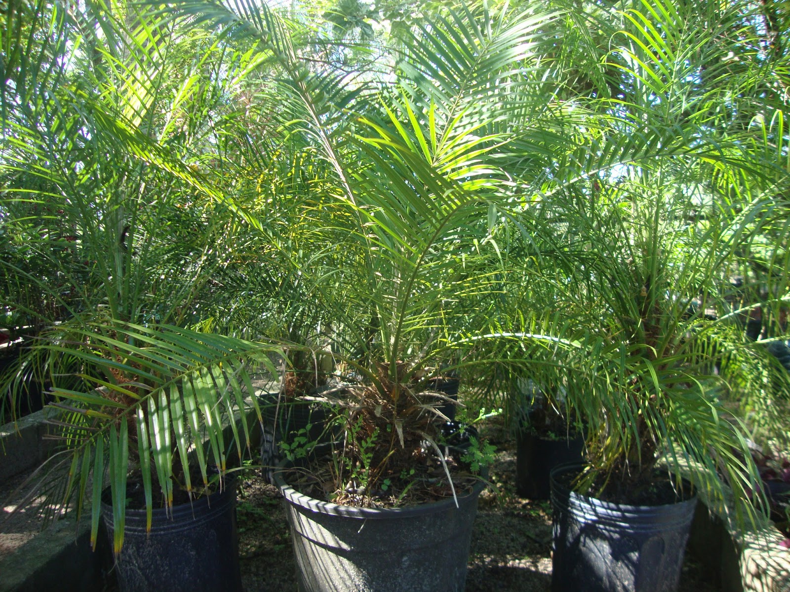 Jardim do Rancho: Aluguel de Plantas