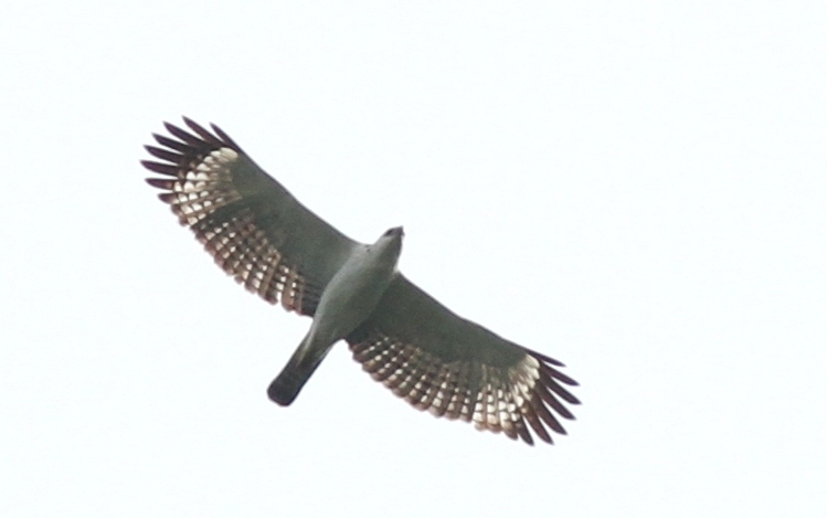 Sydøstasien: Lesser Sundas