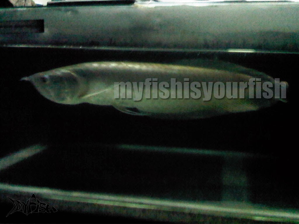MYFISH: Arwana