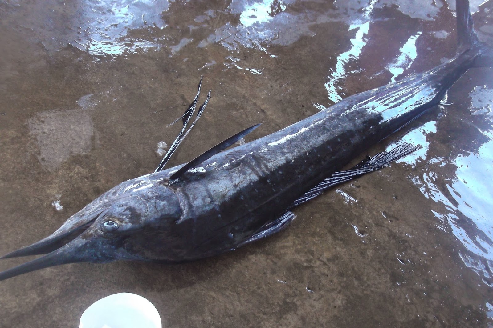 NEGOMBO SEAFOODS: THALAPATH