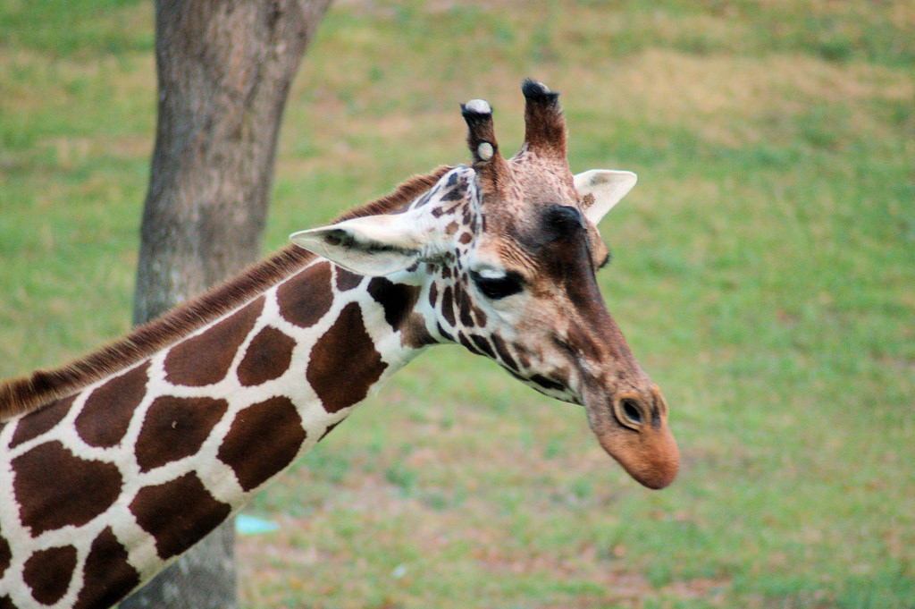 Gambar Jerapah: Kumpulan Gambar Jerapah Update