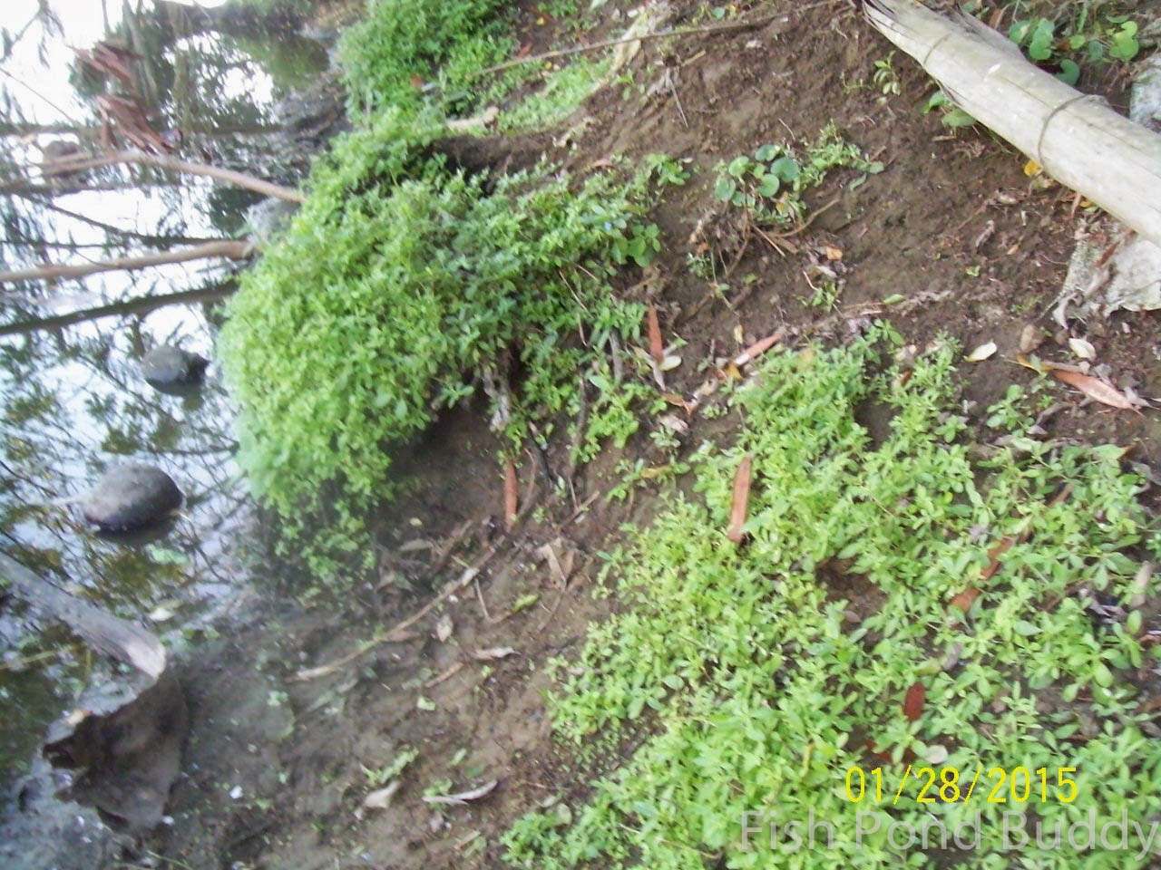 Fish Pond Buddy: February 2015