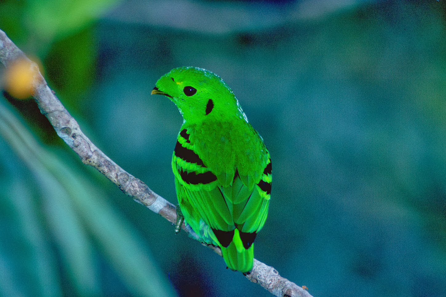 Eurilaimo verde (Calyptomena veridis)