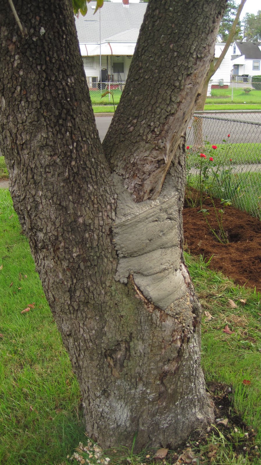 Molly McGee & Me: How to save a rotting tree...