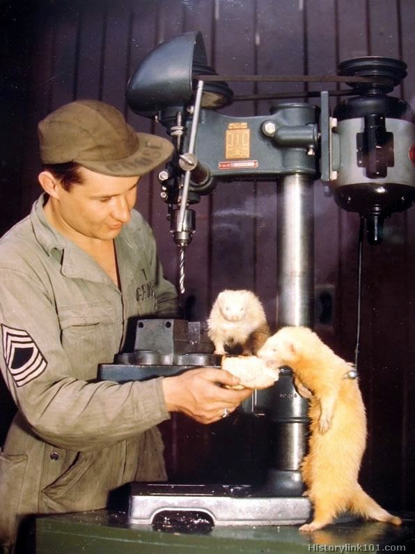 Color Photos of Animals in World War II ~ Vintage Everyday