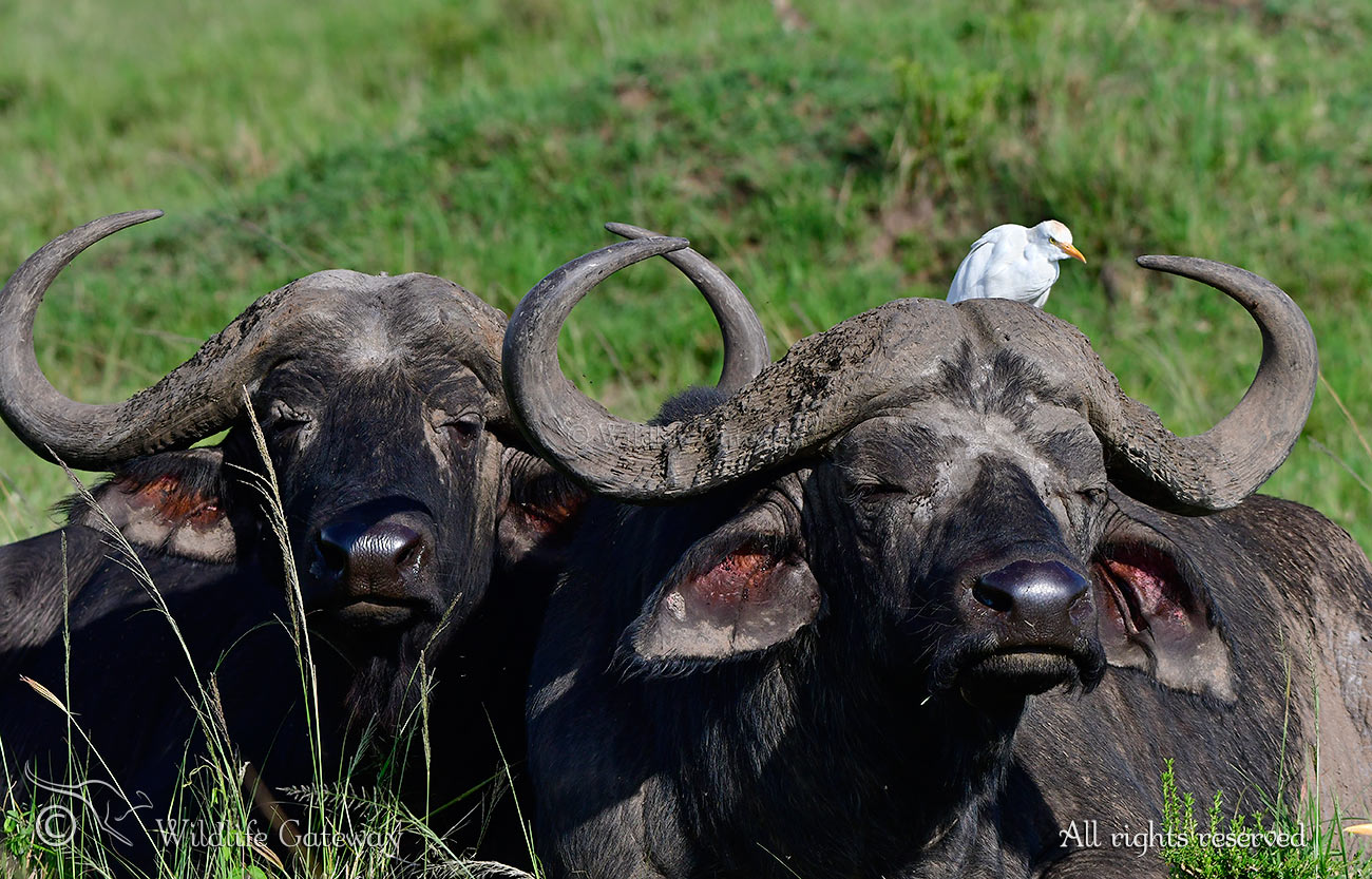 WILDLIFE GATEWAY: Buffle d'Afrique