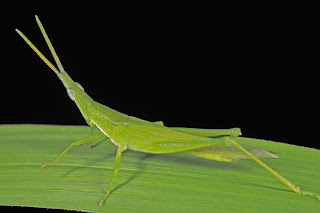 BunyipCo: April 2013