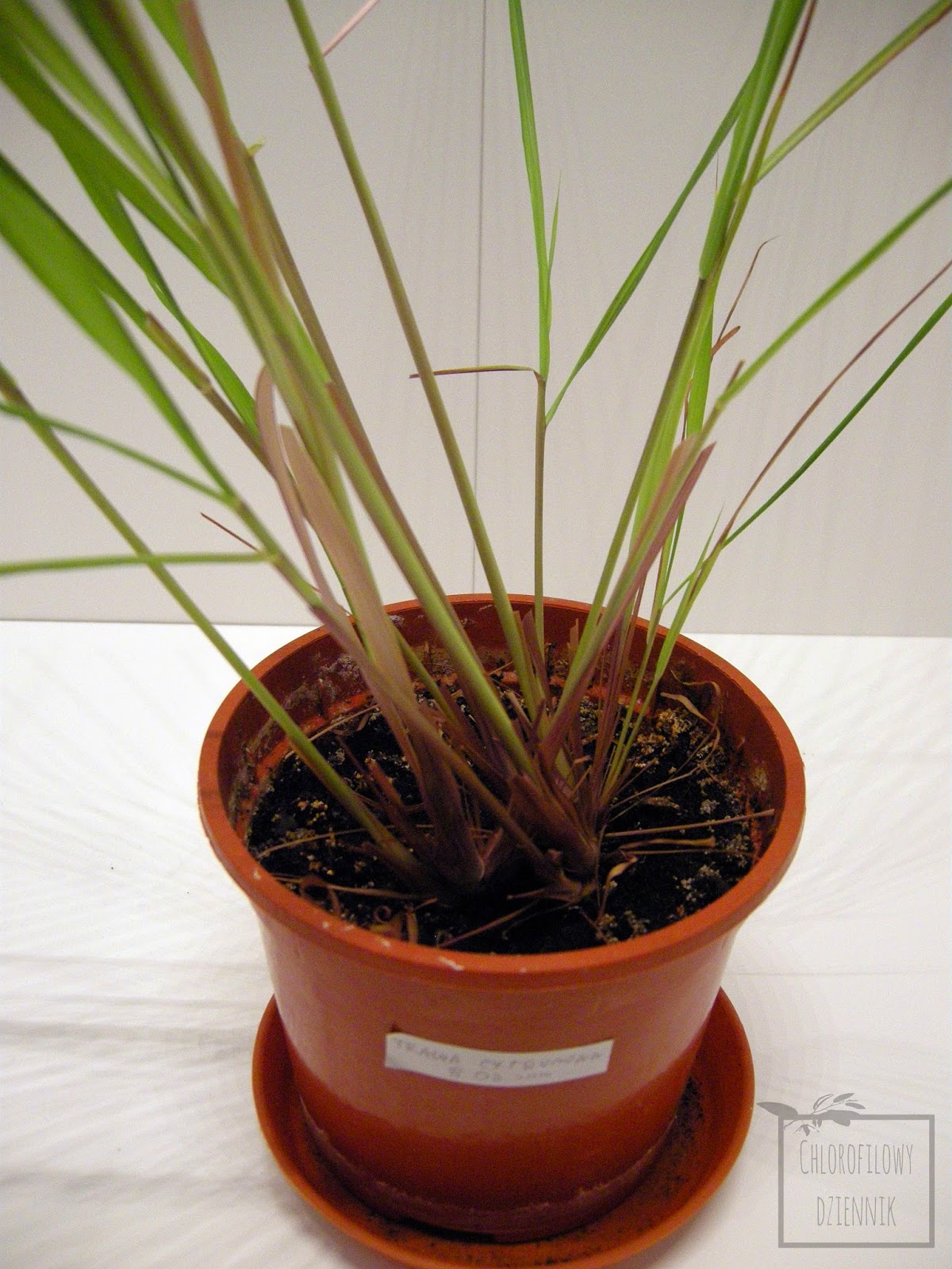 Trawa cytrynowa - aktualizacja