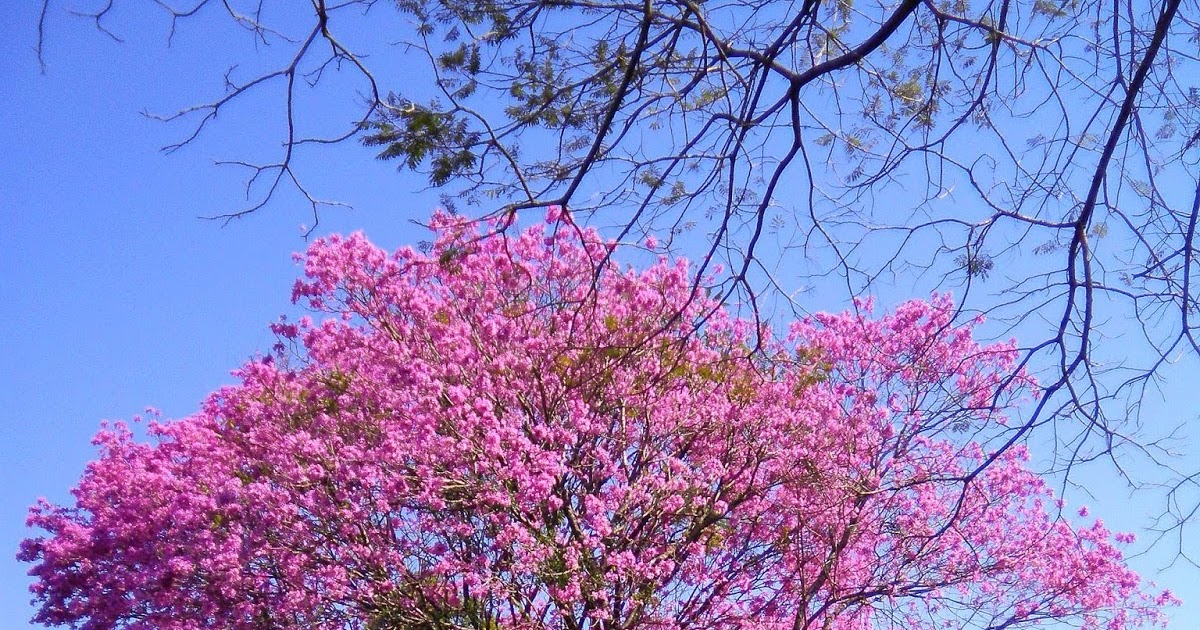 Mitos, Leyendas y Biologia: Lapacho Negro