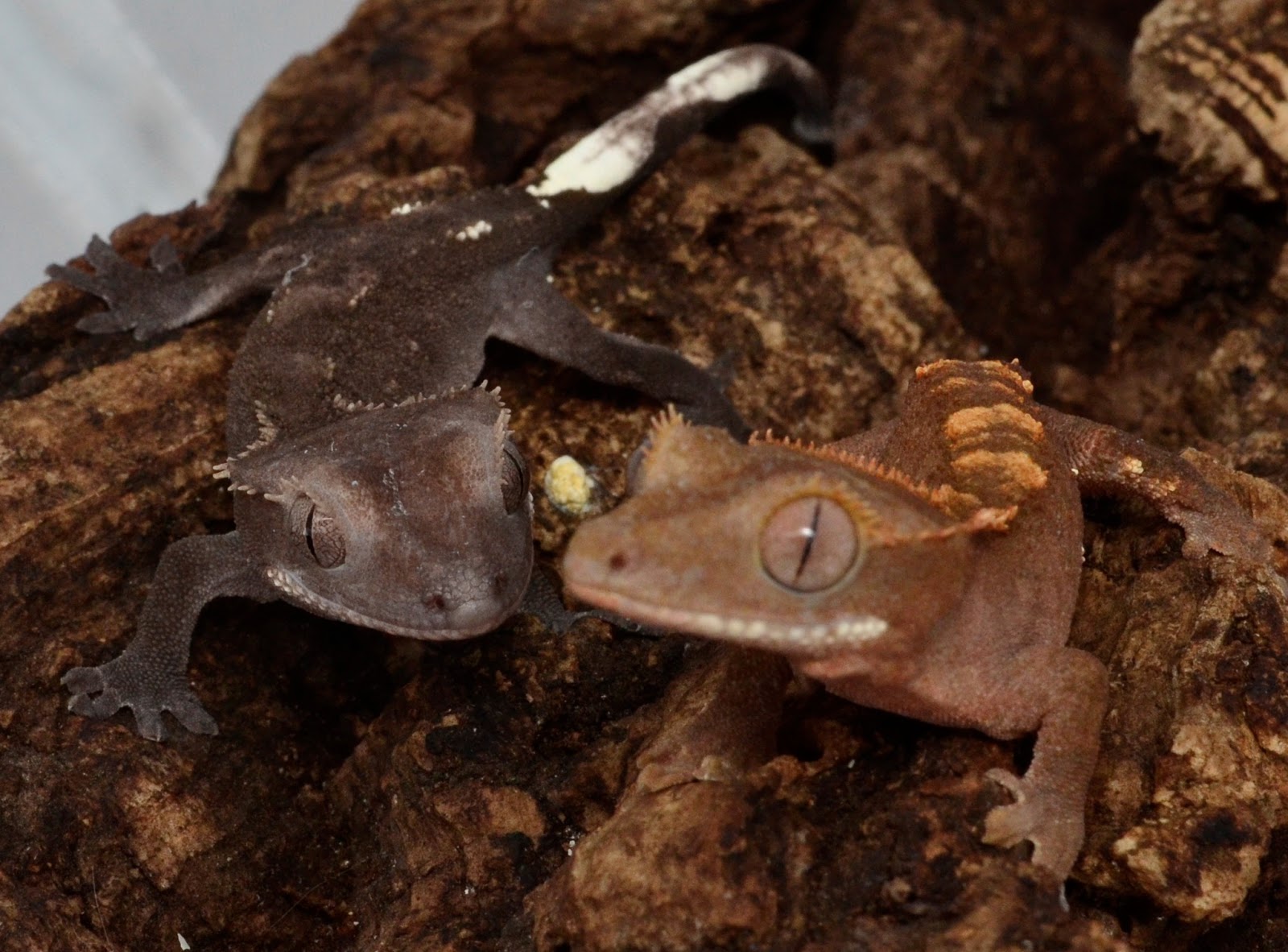 Crested Geckos Blog: Grey Geckos Photos