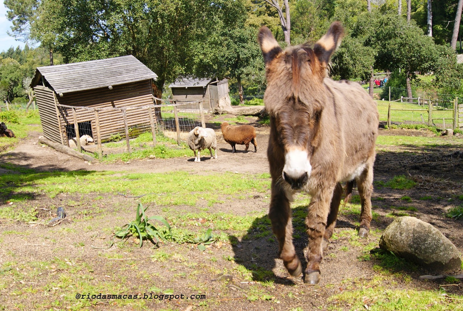 Dia Internacional do Burro