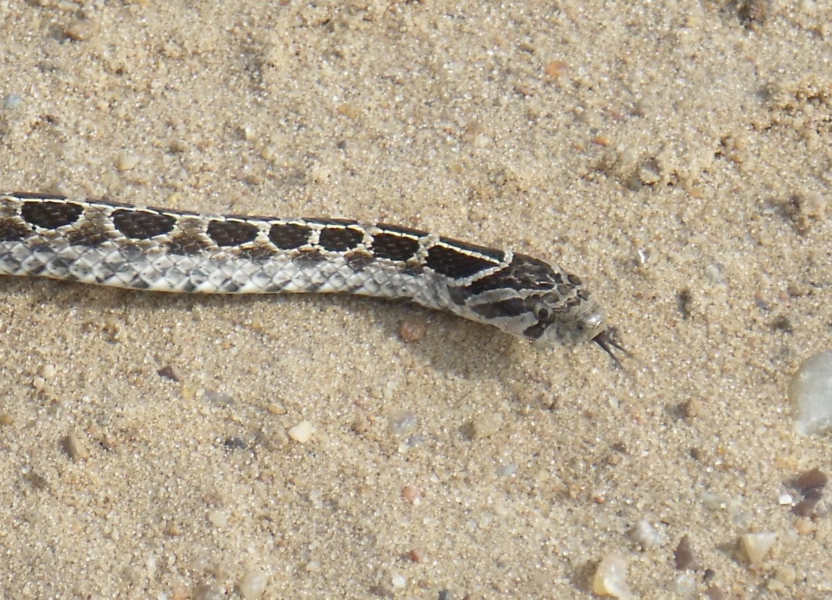 NATURALEZA Y CULTURA: Falsa Yarará