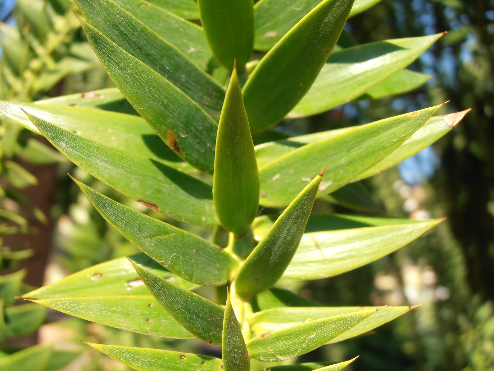 ARAUCARIA AUSTRALIANA: Araucaria bidwillii | Plantas rioMoros