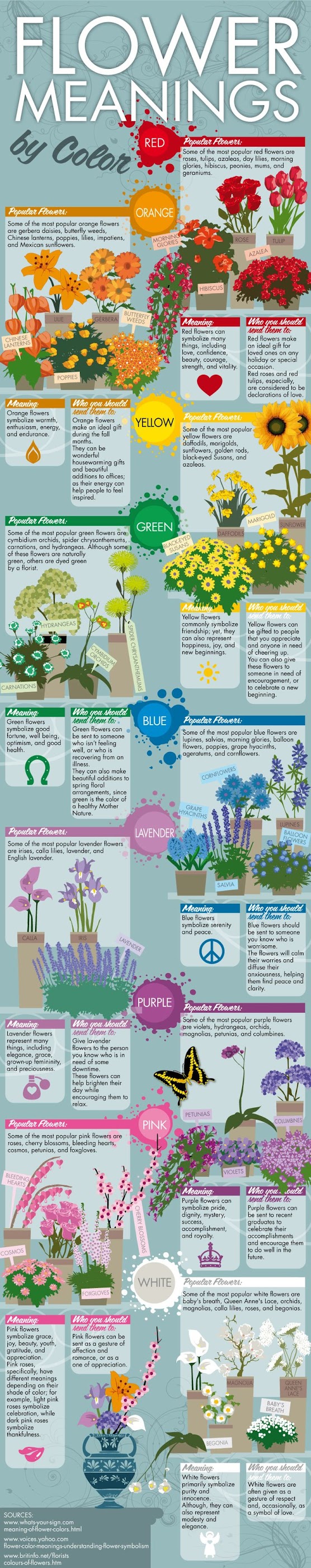 Collection of First: Meanings of Flowers by Colours Infographic