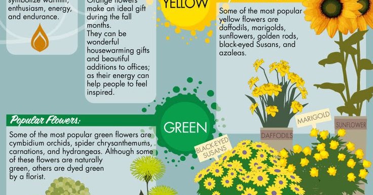 Collection of First: Meanings of Flowers by Colours Infographic